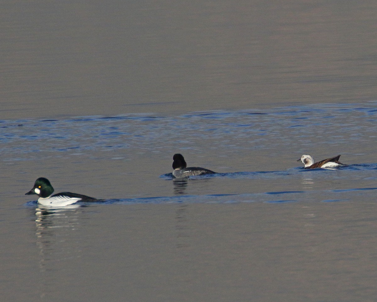 eBird Checklist - 17 Dec 2023 - Confluence - 3 species