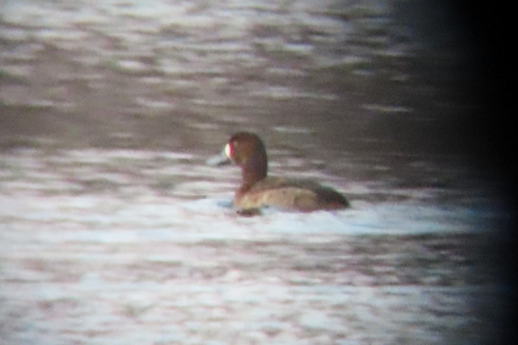 Maine eBird Checklist - 16 Dec 2023 - Unity Pond - 7 species