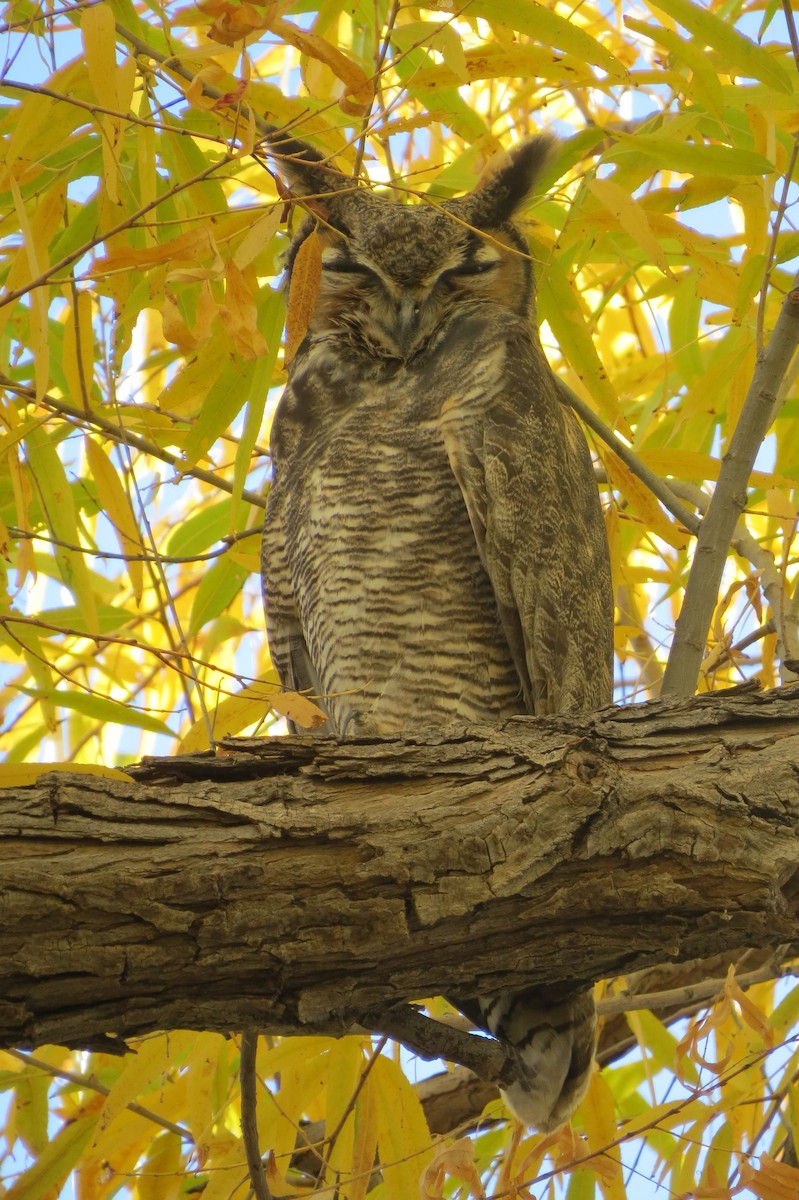 eBird Checklist - 17 Dec 2023 - Verde River--Access south of Box Bar ...