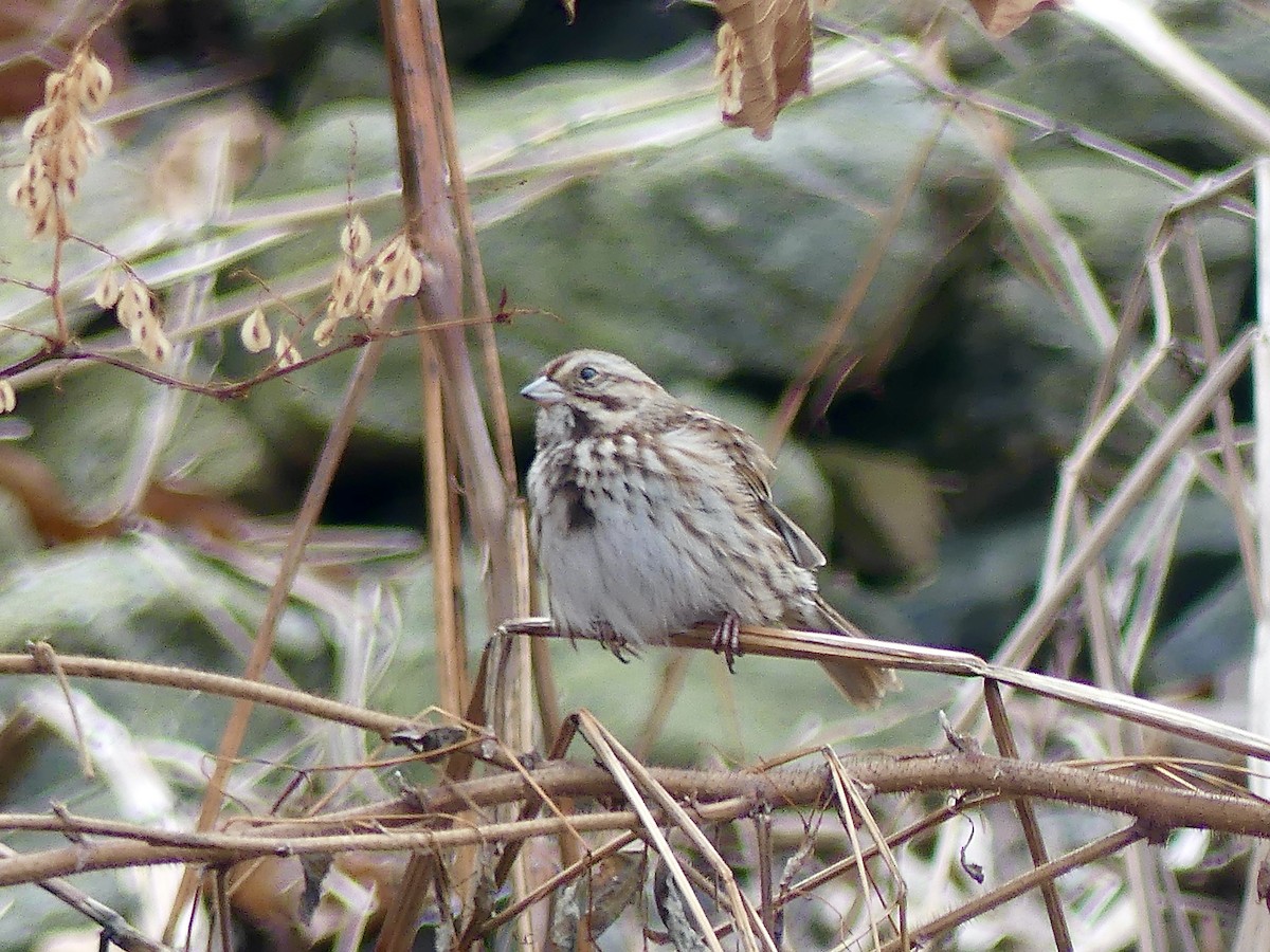 eBird Checklist - 17 Dec 2023 - Eastern Promenade - 12 species