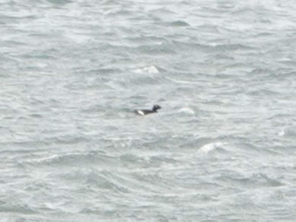 eBird Checklist - 17 Dec 2023 - Chinook Landing Marine Park - 8 species ...