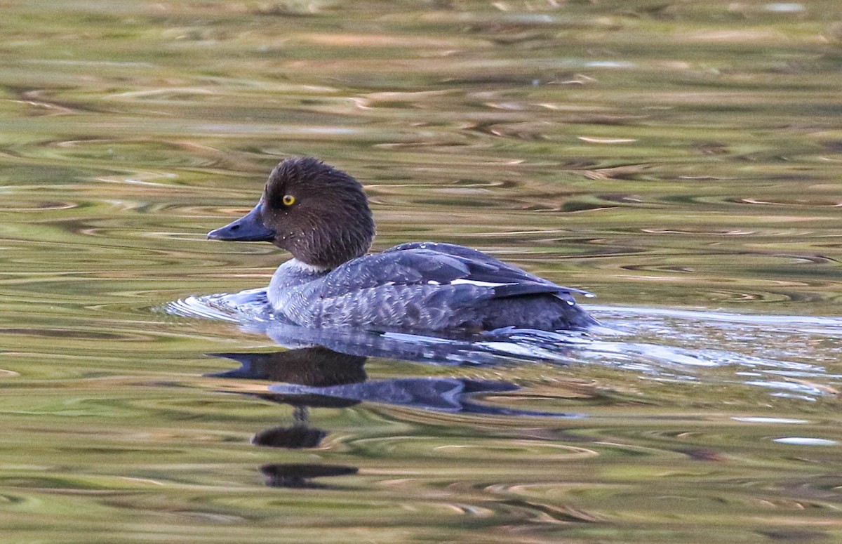 eBird Checklist - 17 Dec 2023 - Tustin Ranch Golf Course - 51 species ...