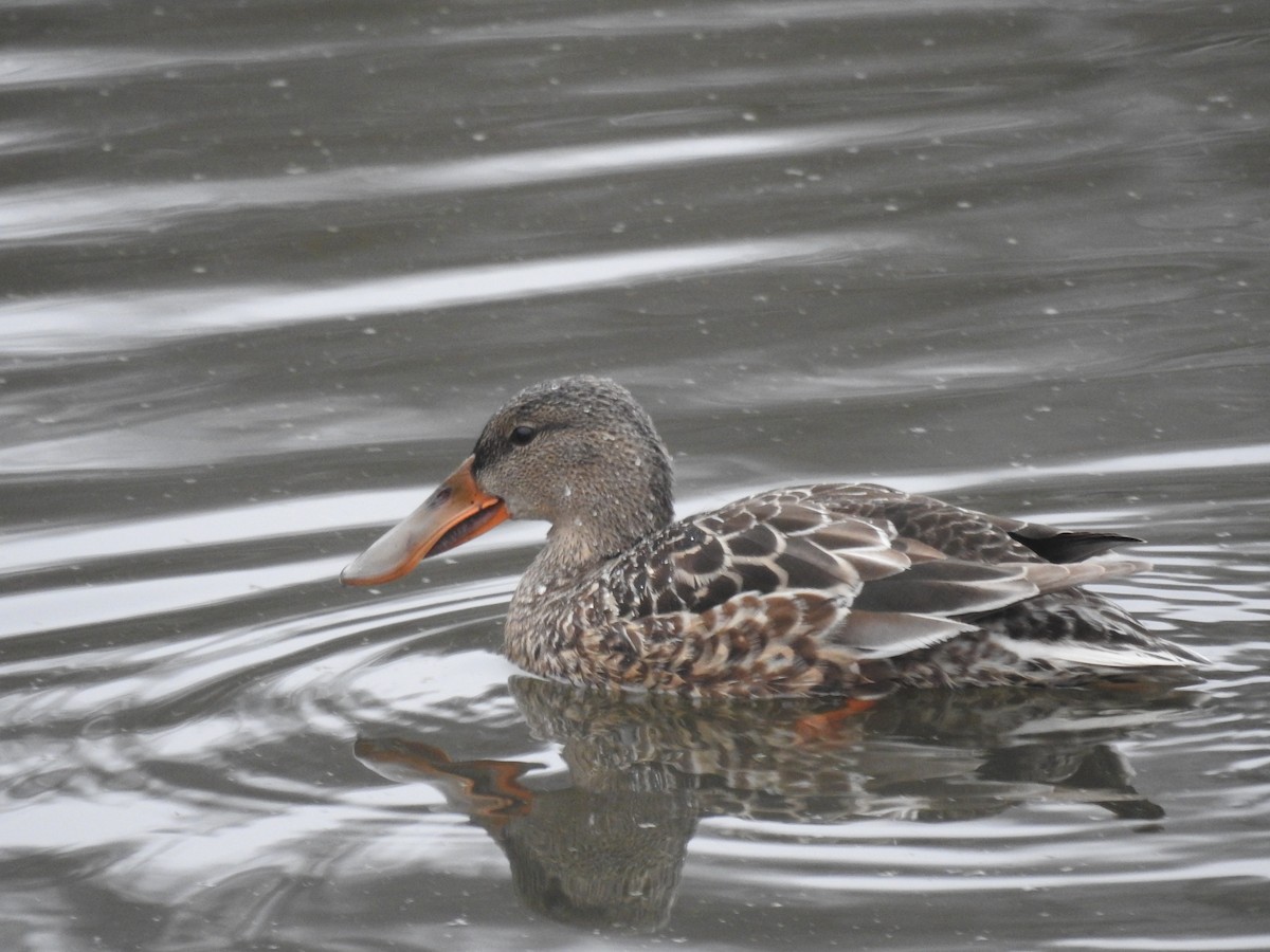 eBird Checklist - 17 Dec 2023 - George Wyth SP - 31 species