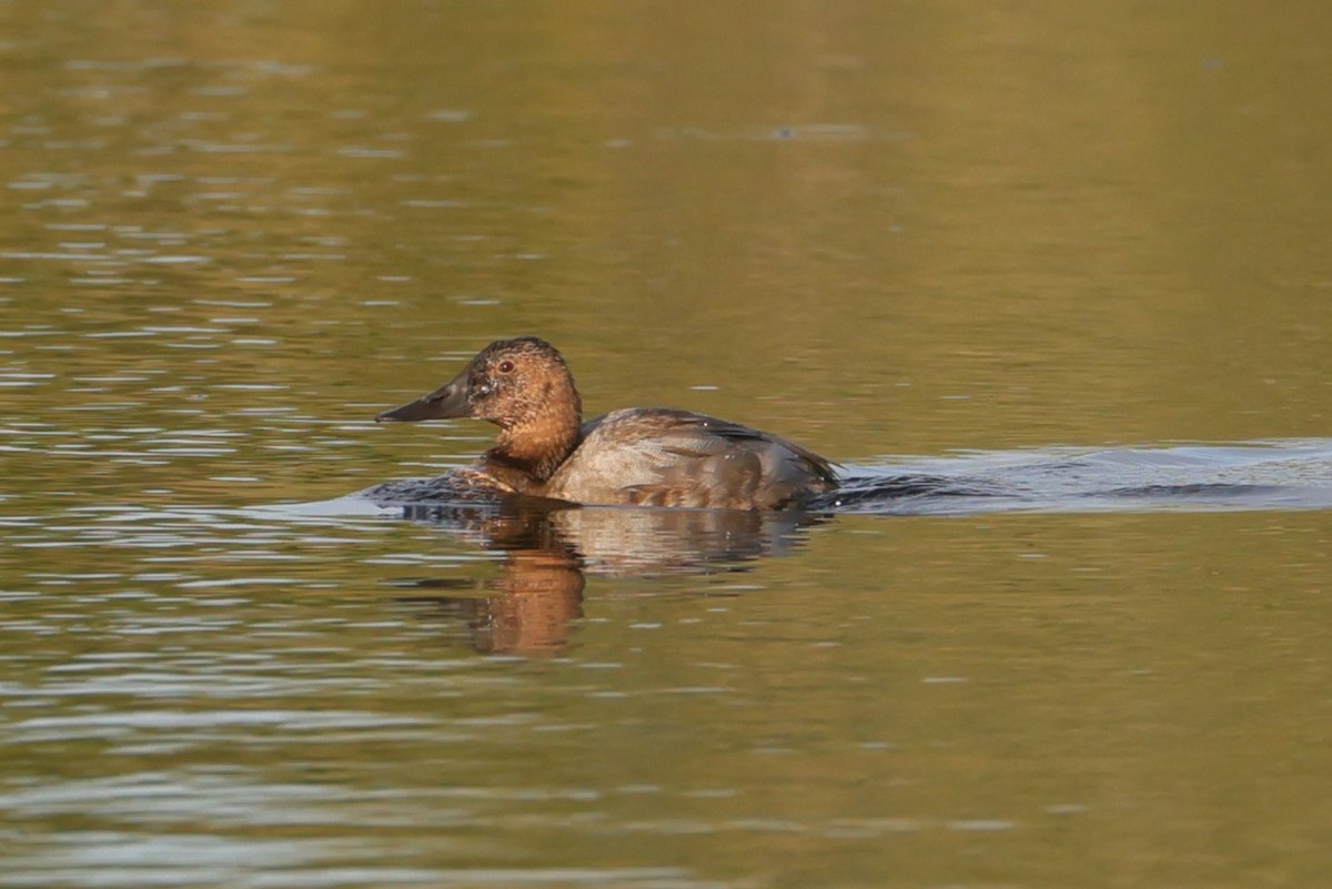 eBird Checklist - 11 Sep 2023 - Red Deer--Michael O'Brien Wetland - 38 ...
