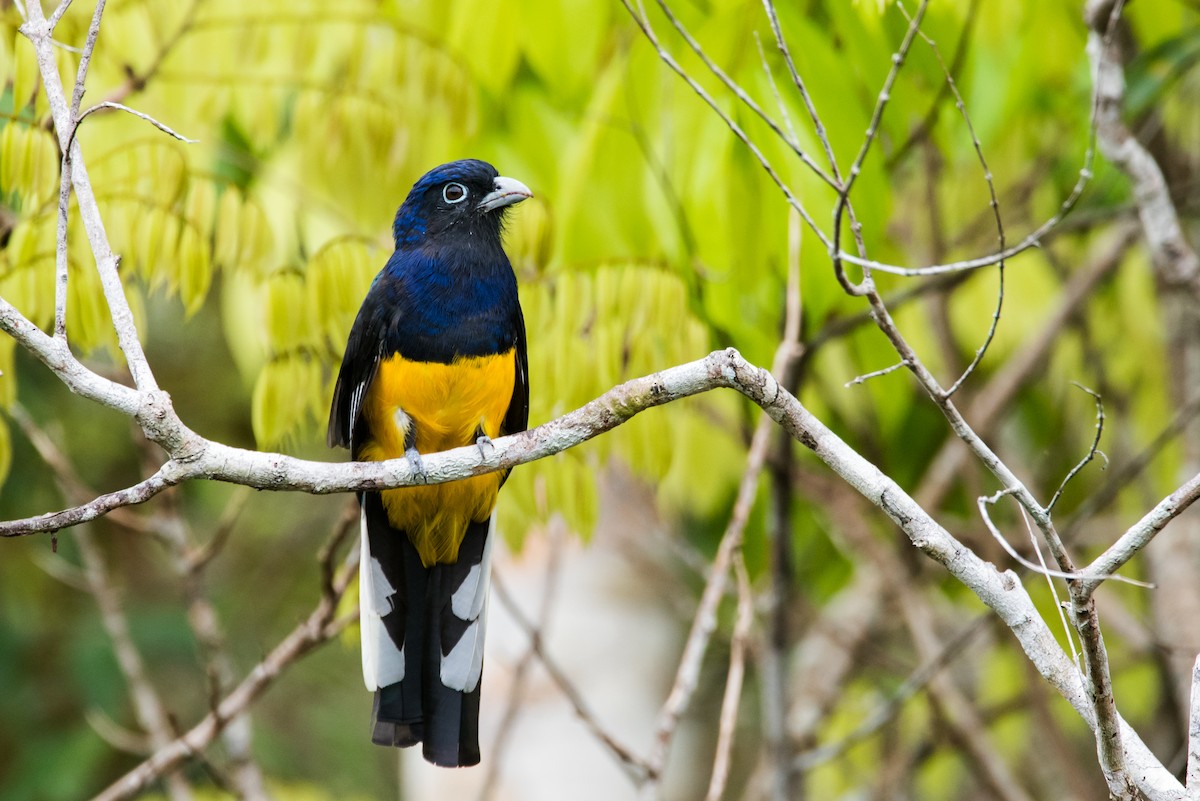 eBird Checklist - 30 Apr 2016 - Manacapuru, caminho Novo Airao - 16 species
