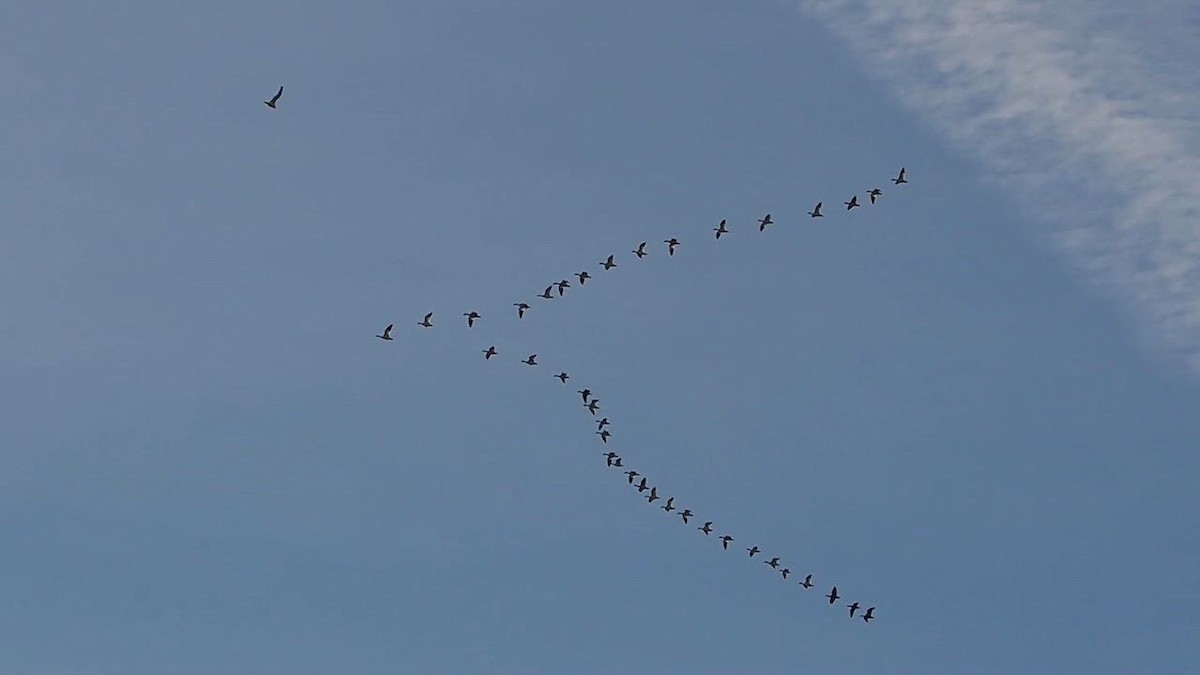 North Carolina Bird Atlas Checklist - 16 Dec 2023 - Pocosin Lakes NWR ...