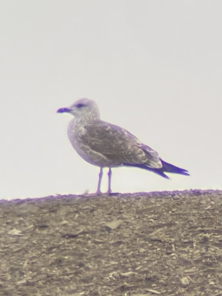 eBird Checklist - 17 Dec 2023 - ch’atlich (Sechelt)--Landfill - 16 species
