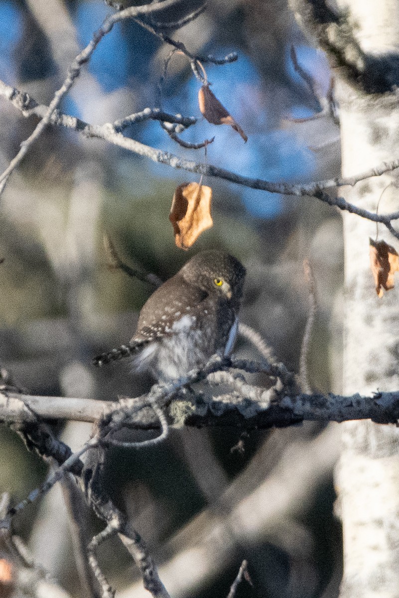 eBird Checklist - 17 Dec 2023 - Cynthia area - 10 species