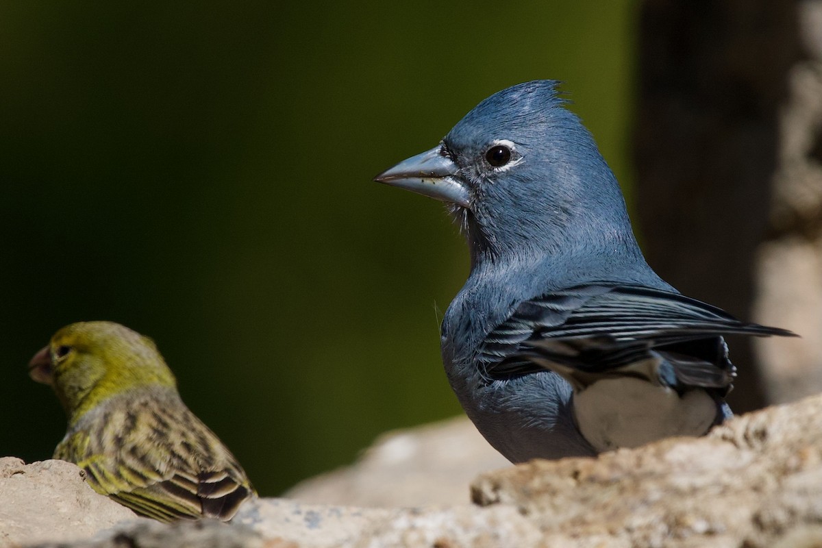 eBird Checklist - 17 Dec 2023 - Corona Forestal PNat--Las Lajas - 5 species