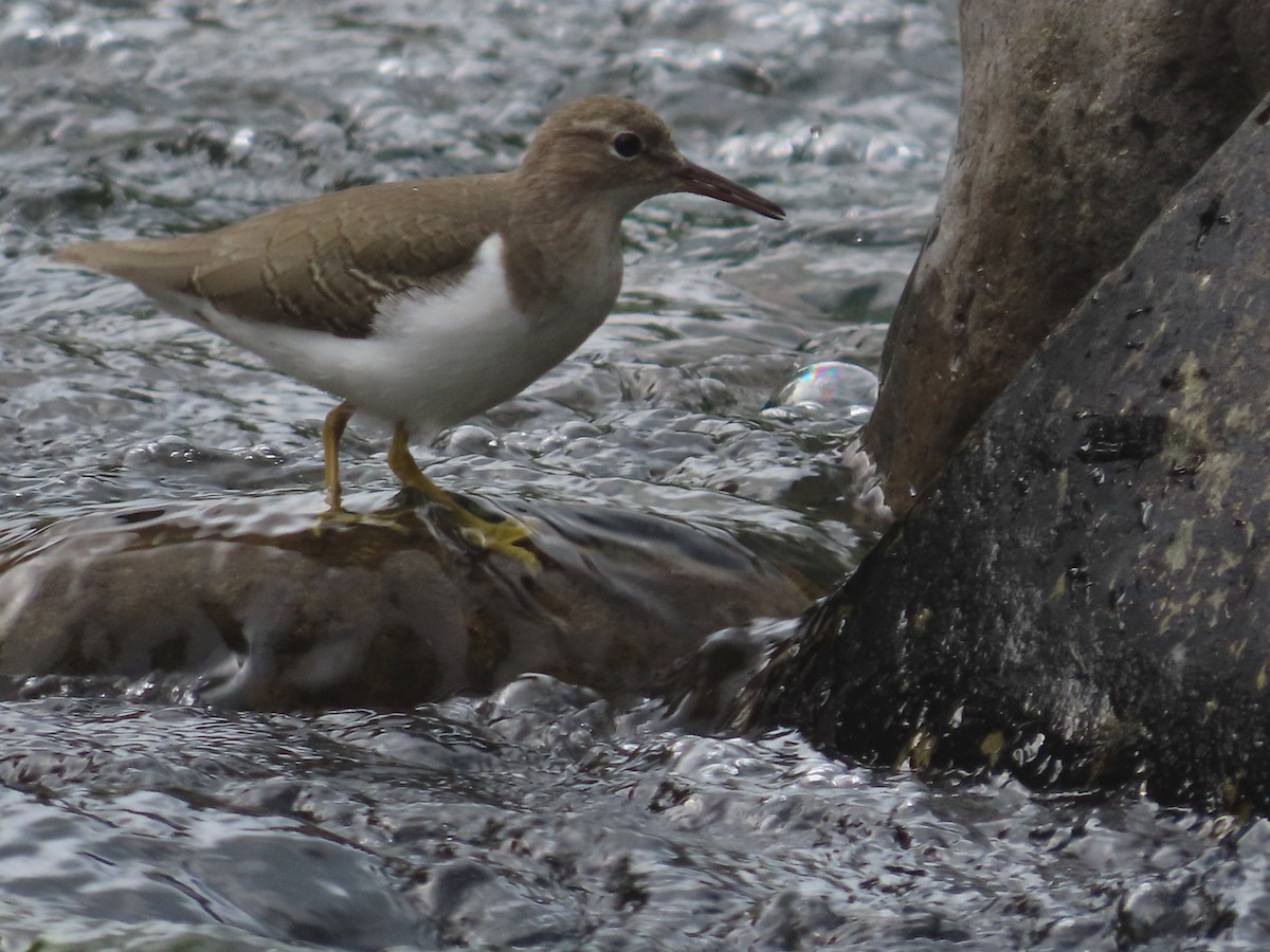 eBird Checklist - 17 Dec 2023 - Macho de Monte - 29 species