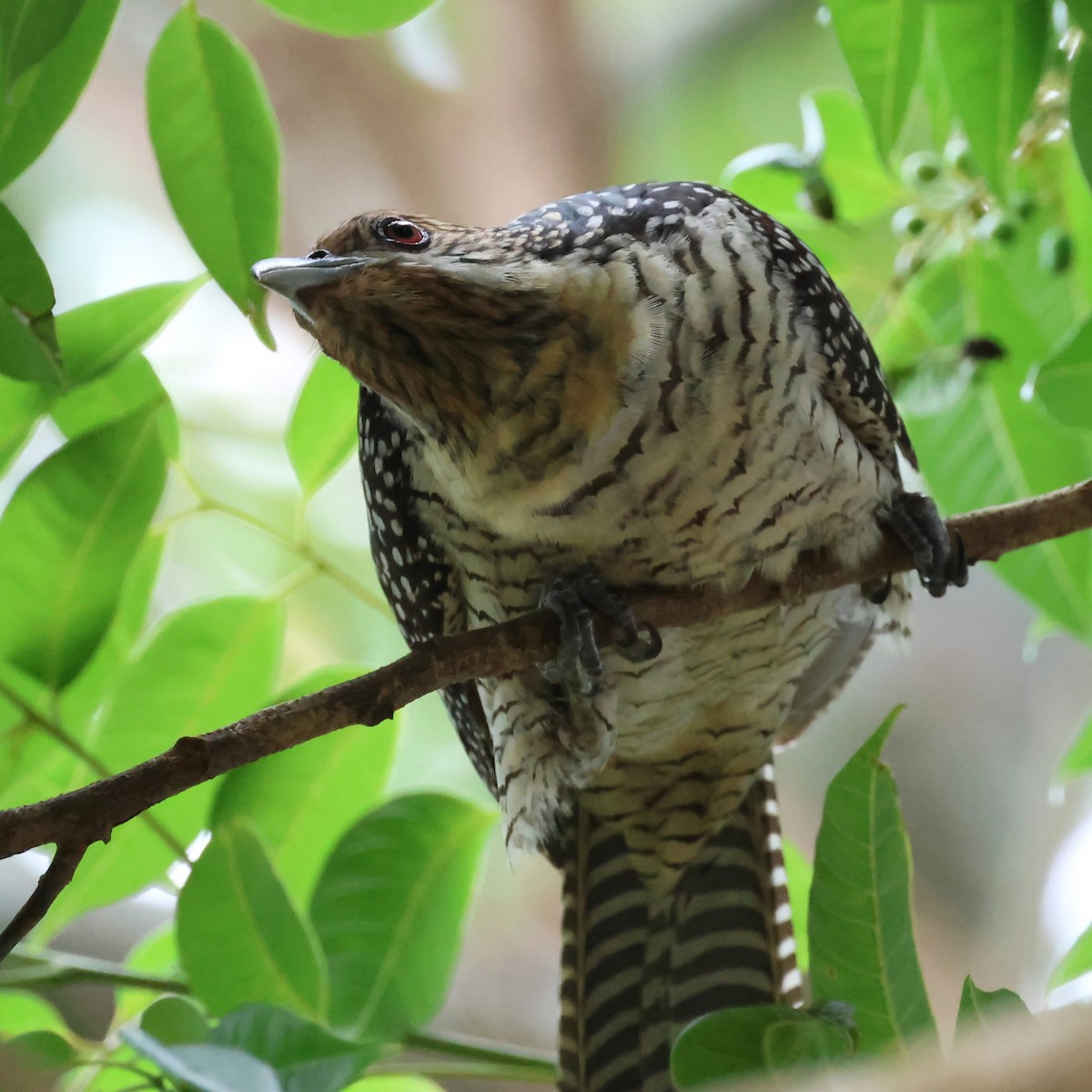 eBird Checklist - 18 Dec 2023 - Tinaburra Boat Ramp, Lake Tinaroo - 25 ...