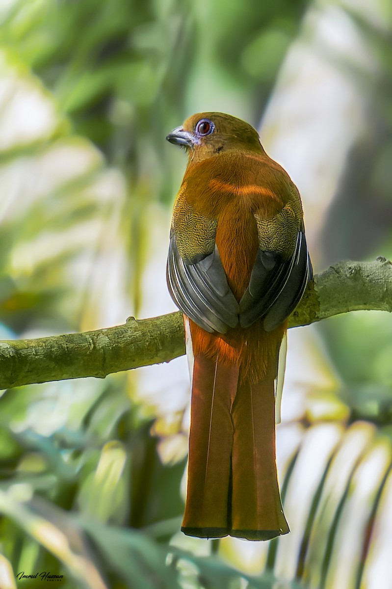 eBird Checklist - 14 Dec 2023 - Adampur - Rajkandi Reserve Forest - 4 ...