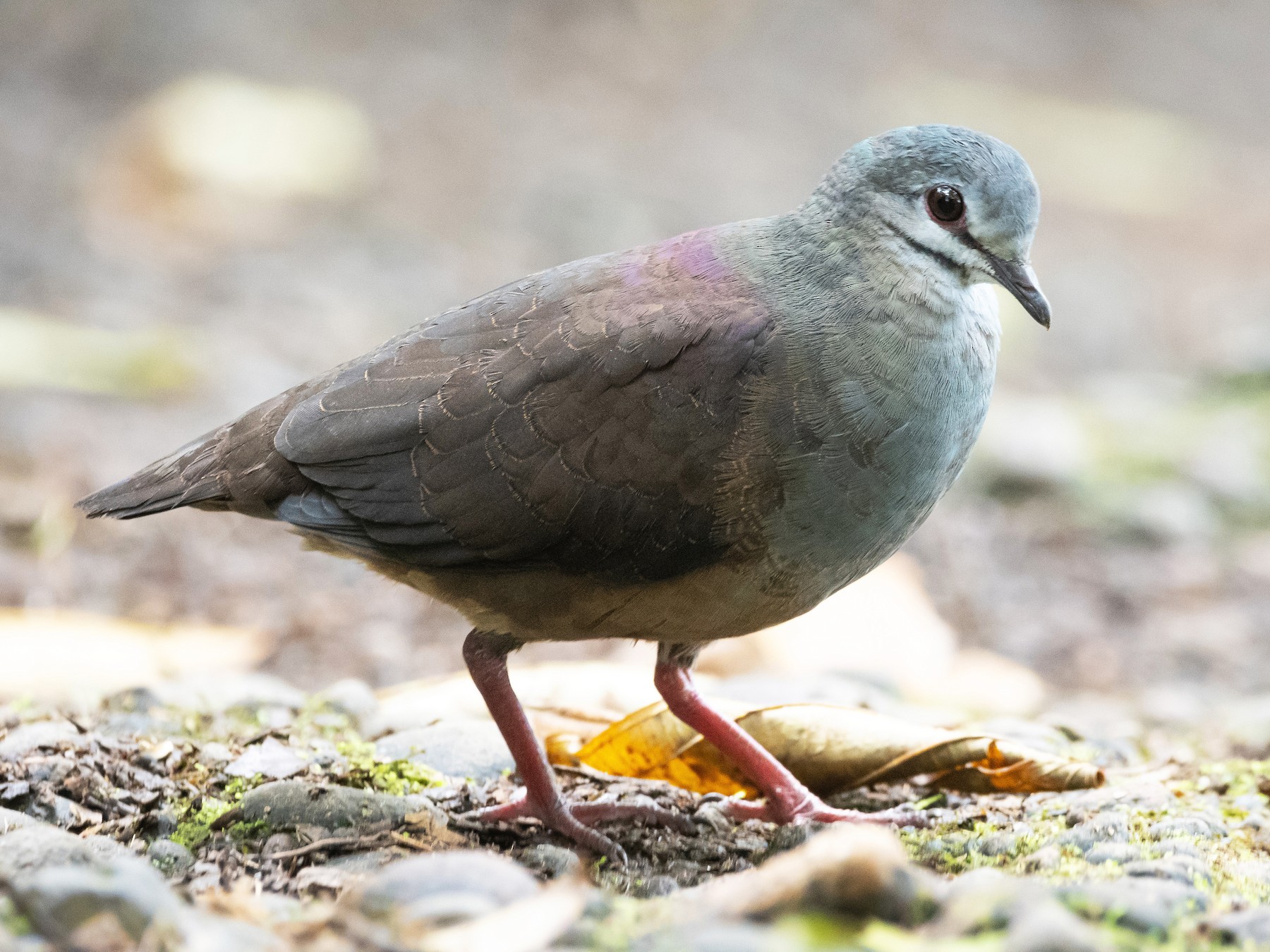 Purplish-backed Quail-Dove - eBird