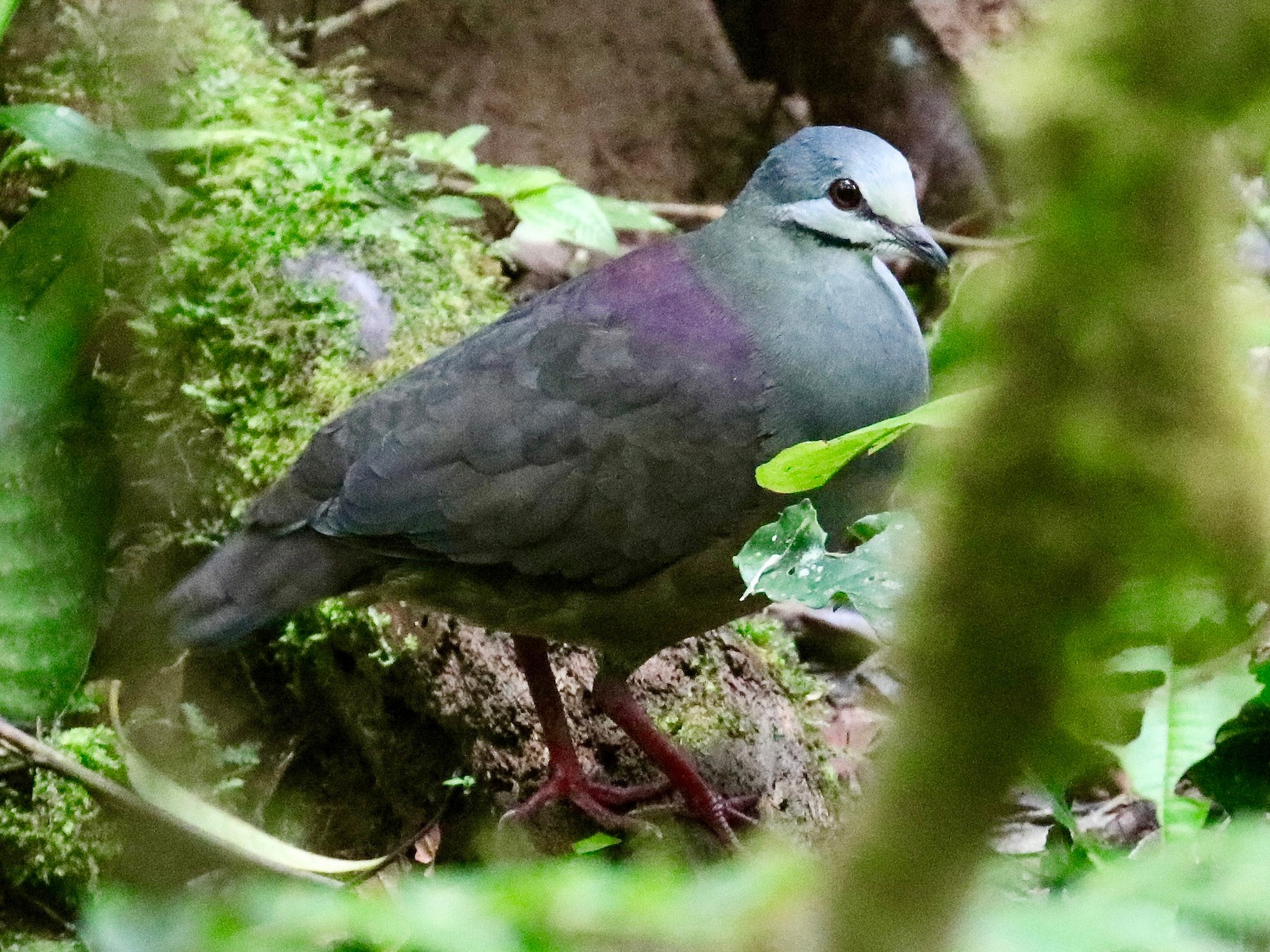 Purplish-backed Quail-Dove - eBird