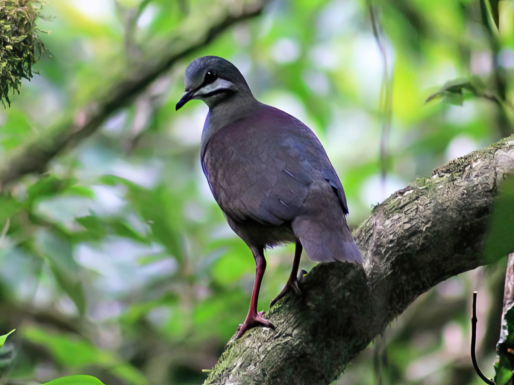 Purplish-backed Quail-Dove - eBird