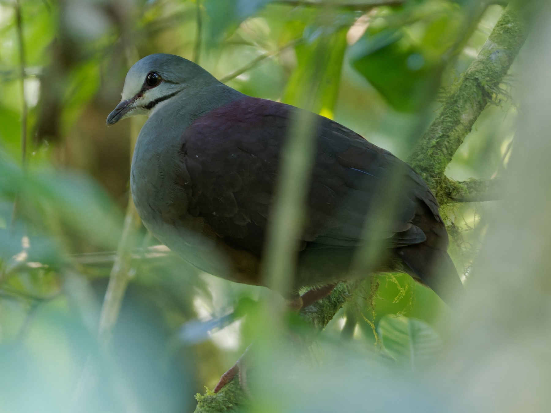Purplish-backed Quail-Dove - eBird