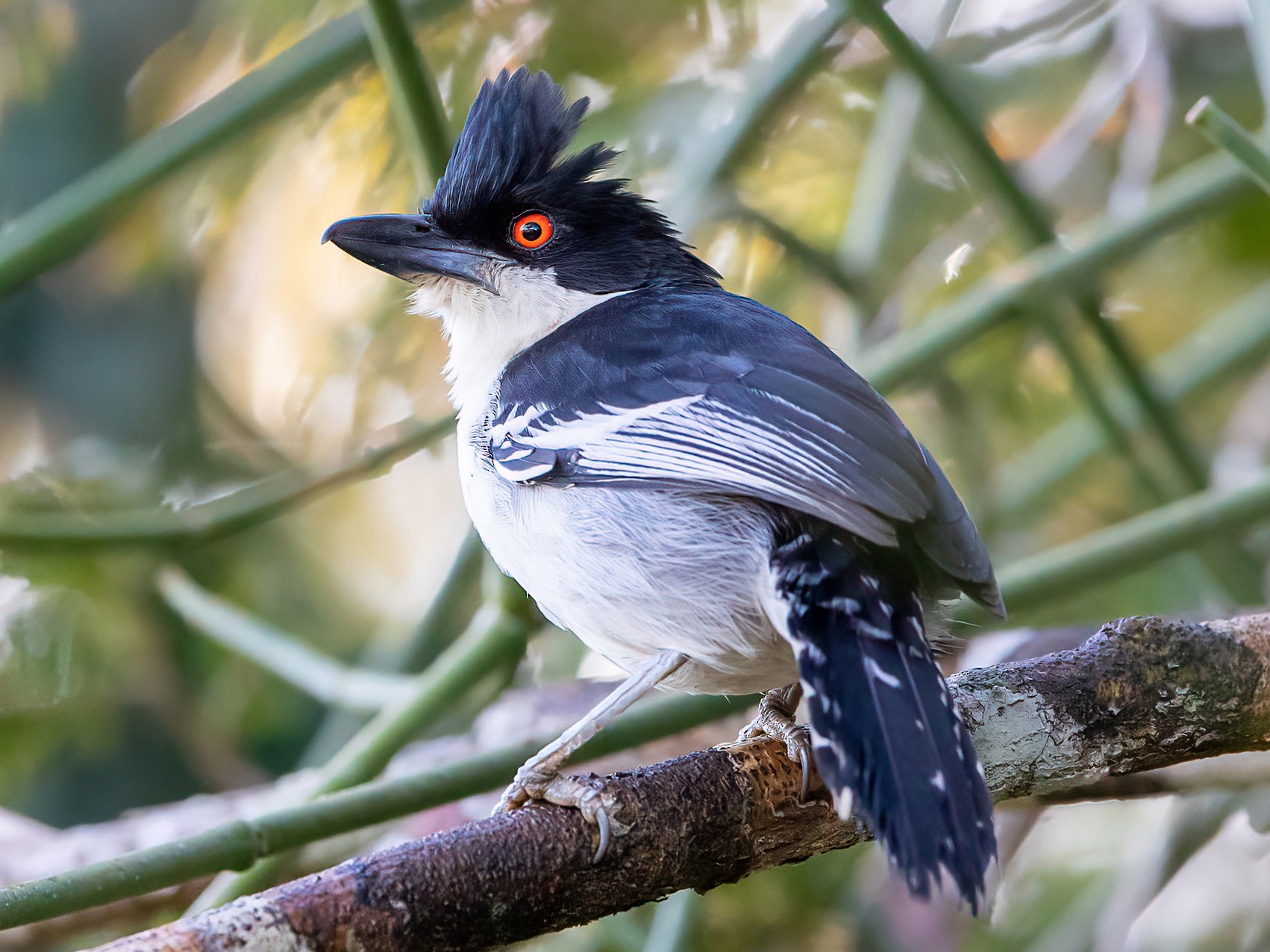 Great Antshrike - eBird