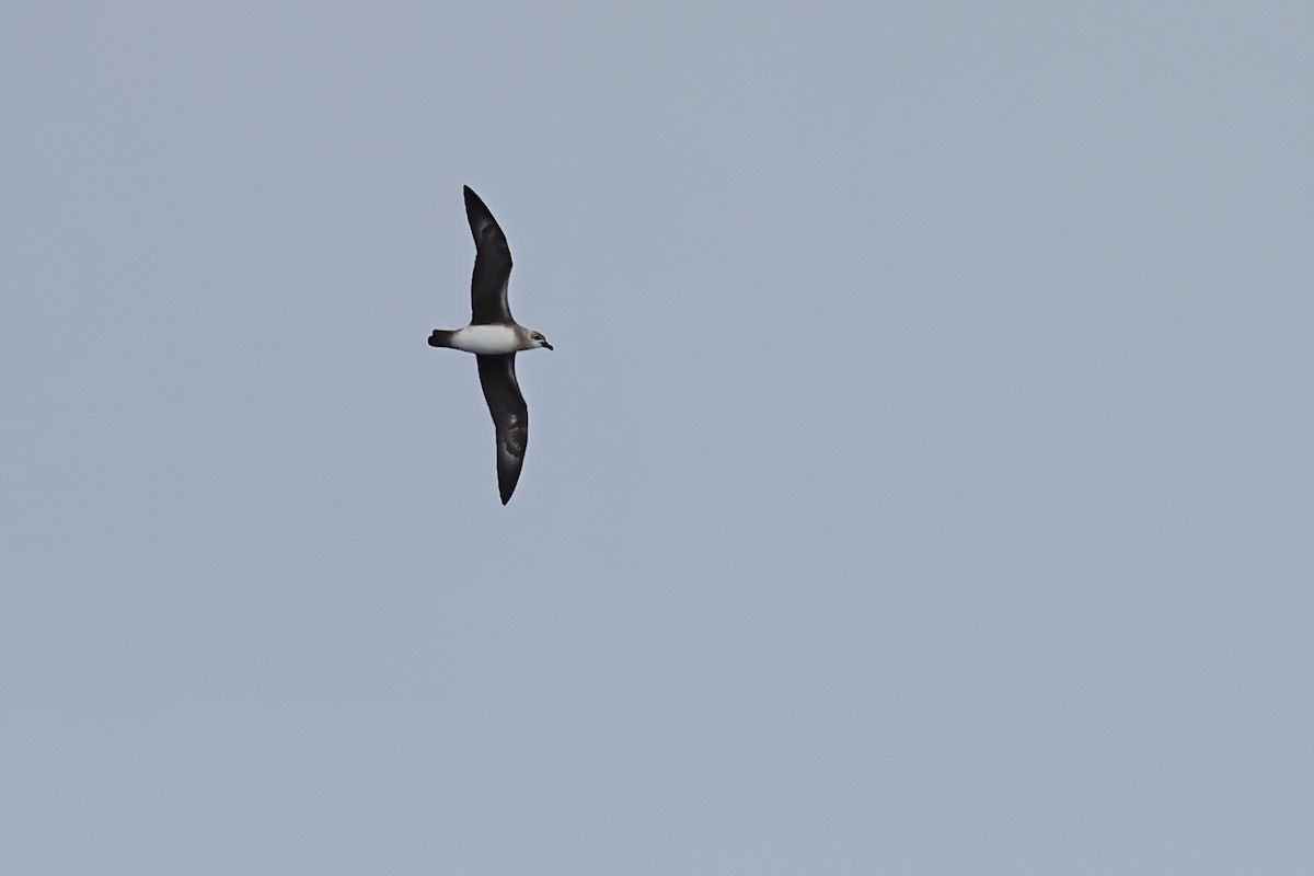 eBird Checklist - 18 Dec 2023 - 宜蘭--南方澳-東澳-南澳海域(Yilan--Nanfang'ao, Dong ...