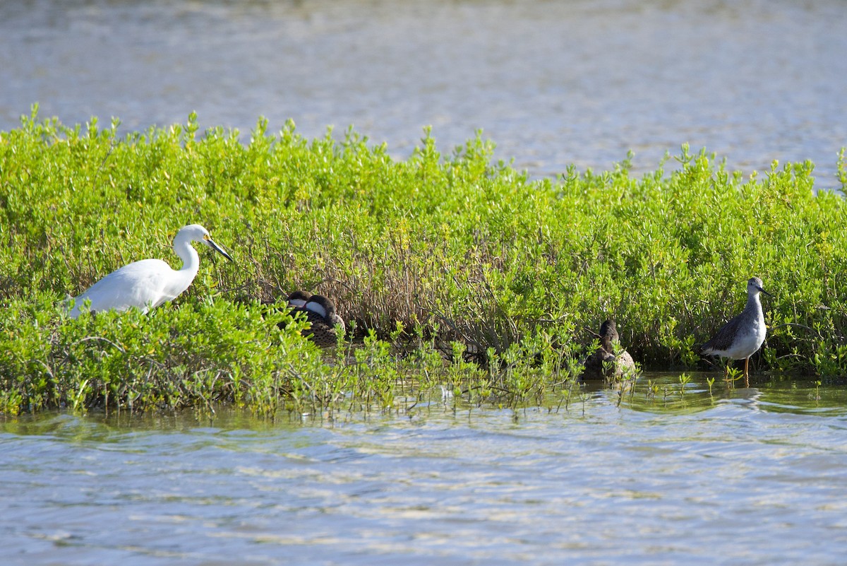 eBird Checklist - 11 Dec 2023 - Marriott's Salina - 27 species (+1 ...