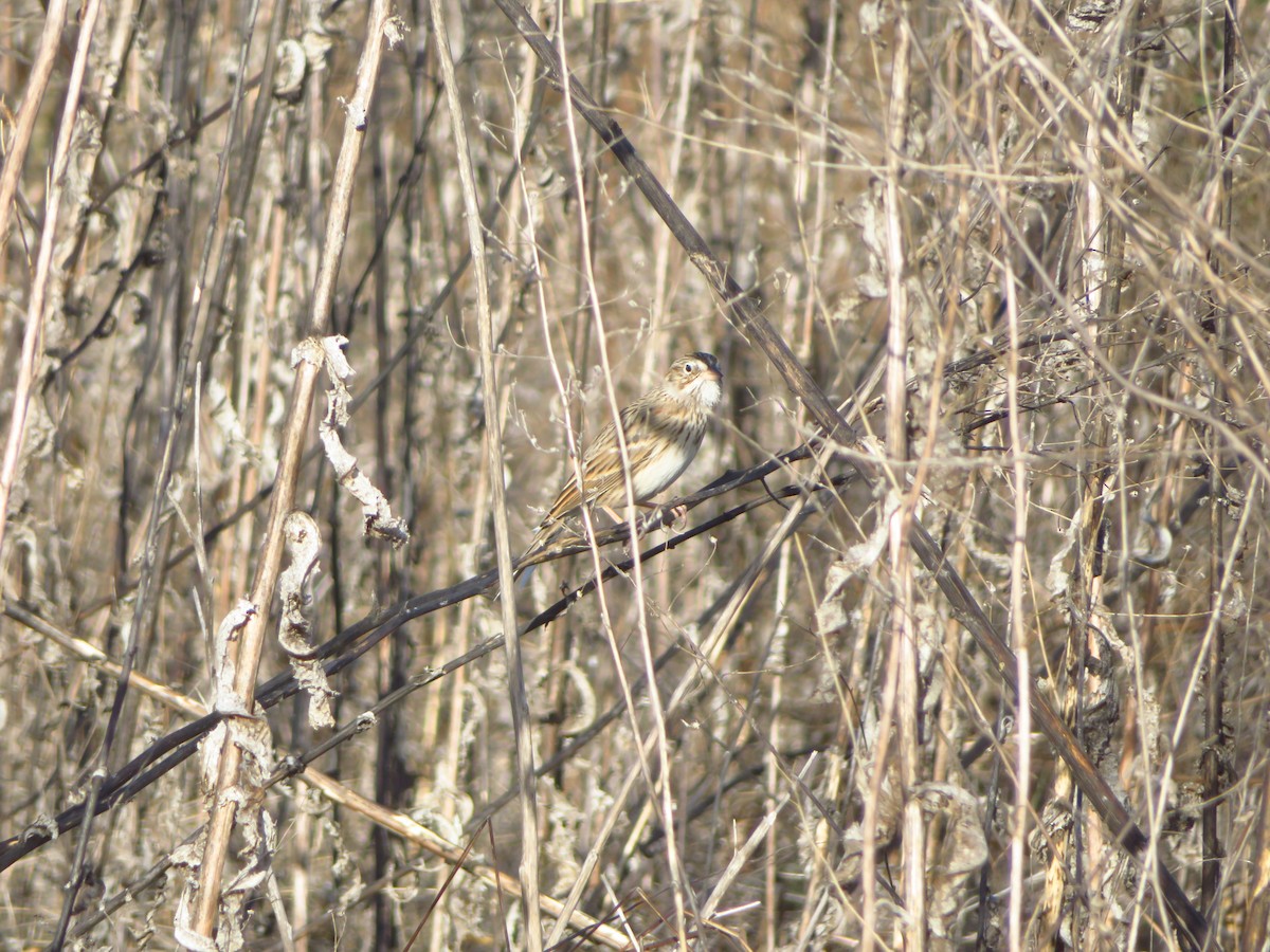 eBird Checklist - 16 Dec 2023 - Quail Hill Preserve - 23 species (+1 ...