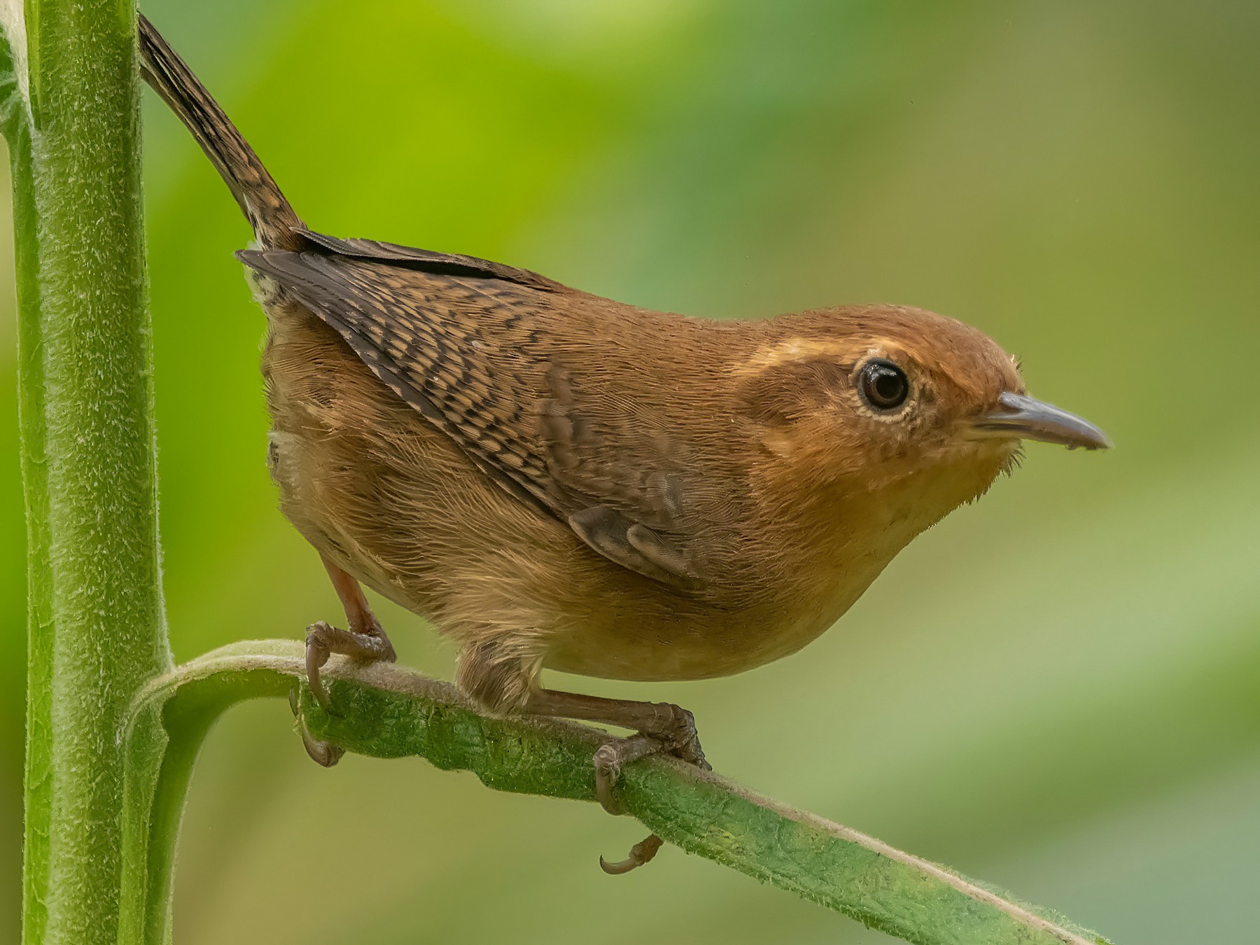 Ochraceous Wren - eBird