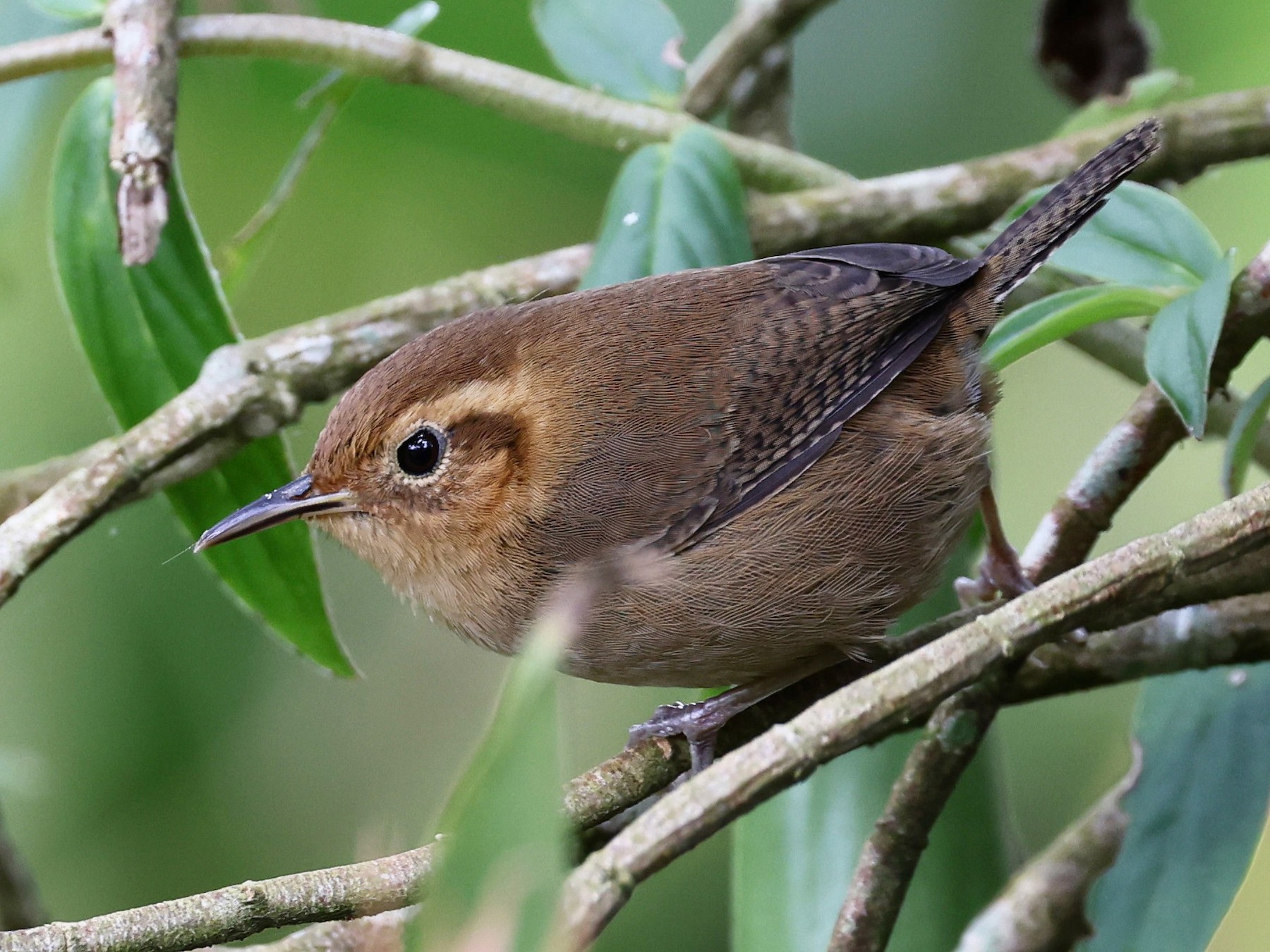 Ochraceous Wren - eBird
