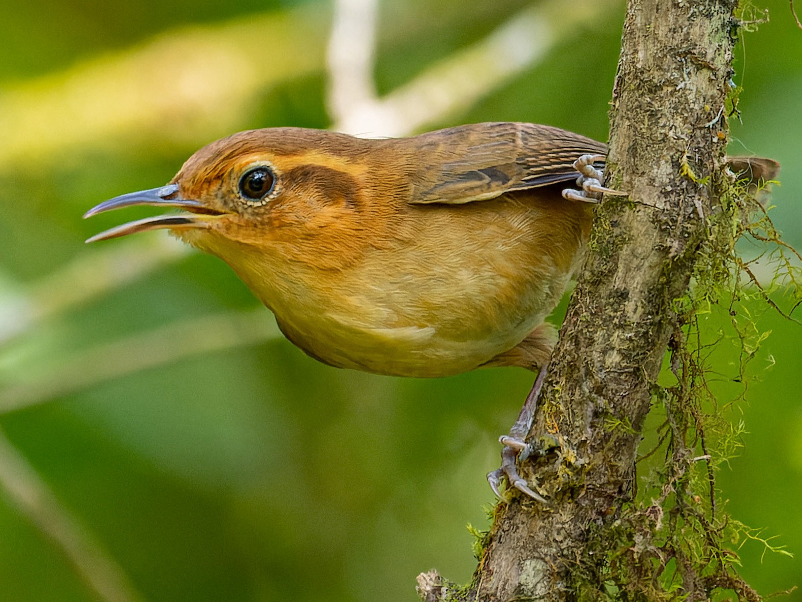 Ochraceous Wren - eBird
