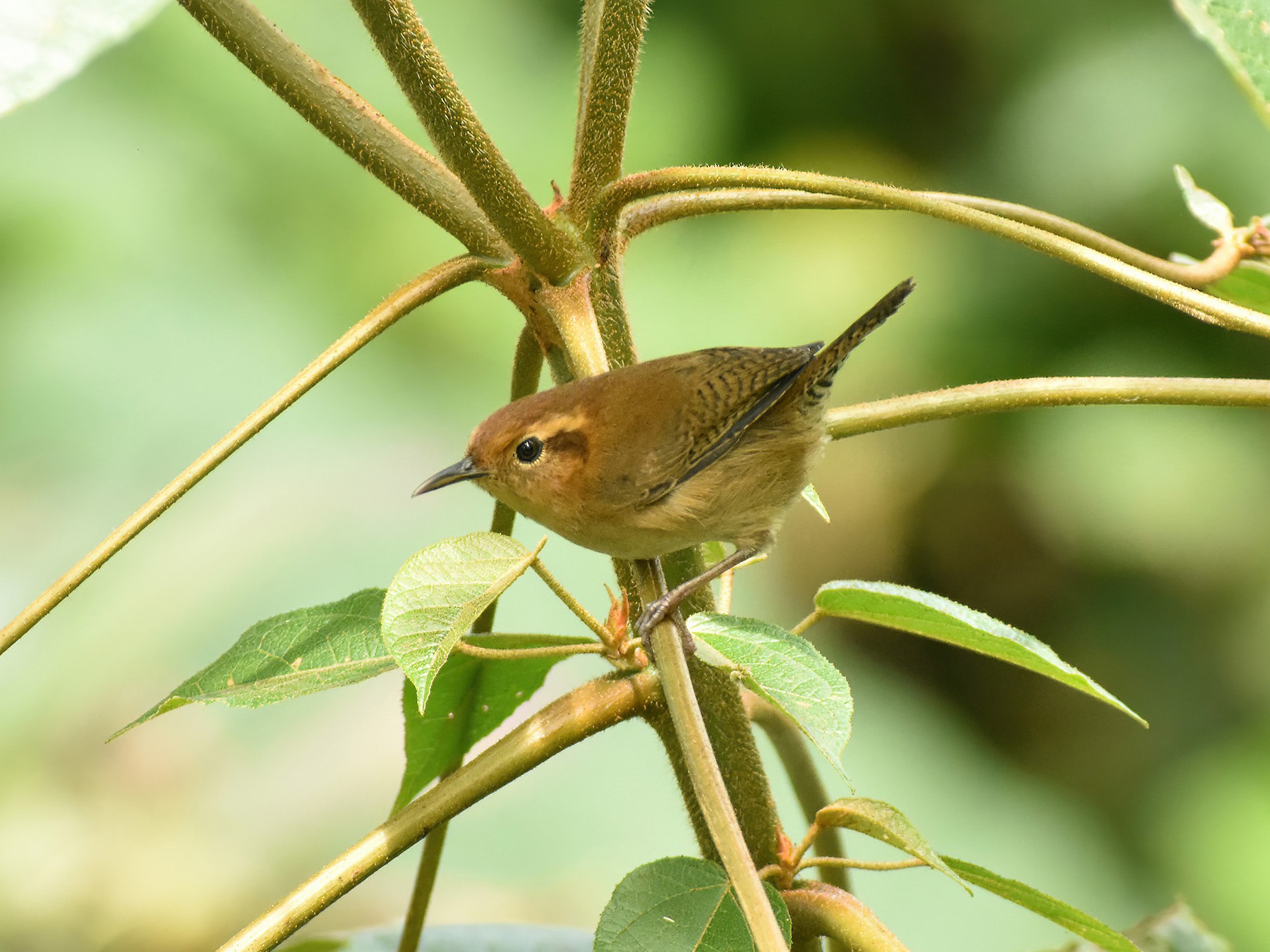 Ochraceous Wren - eBird