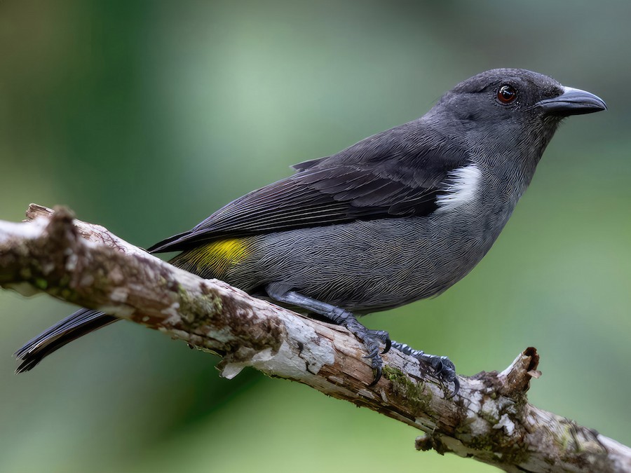 Sulphur-rumped Tanager - eBird