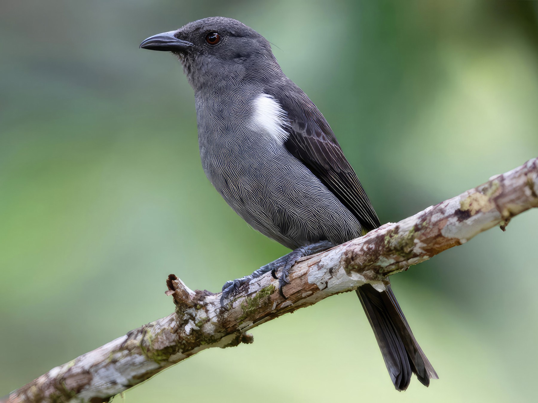 Sulphur-rumped Tanager - eBird