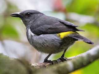 Sulphur-rumped Tanager - eBird