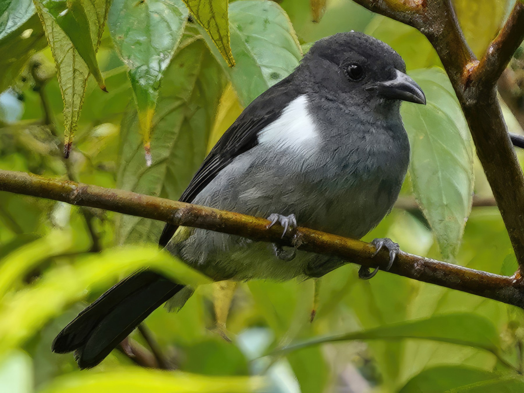 Sulphur-rumped Tanager - eBird