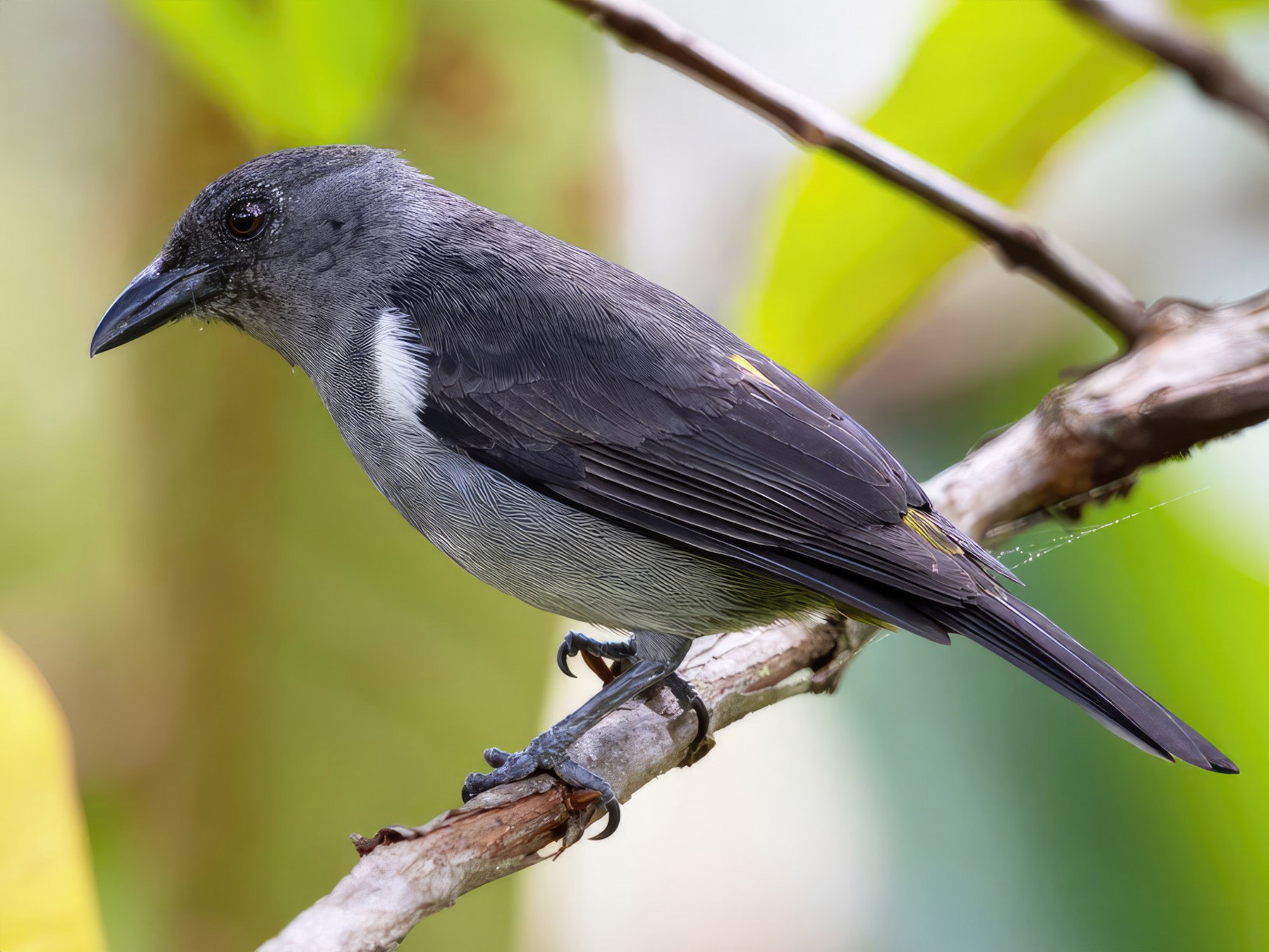 Sulphur-rumped Tanager - eBird