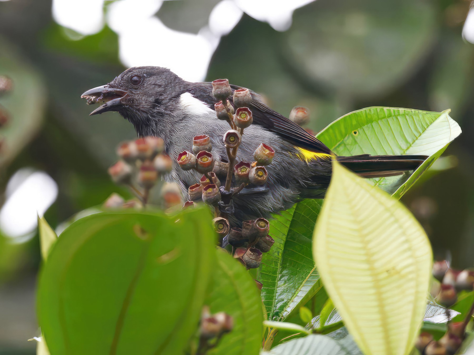 Sulphur-rumped Tanager - eBird