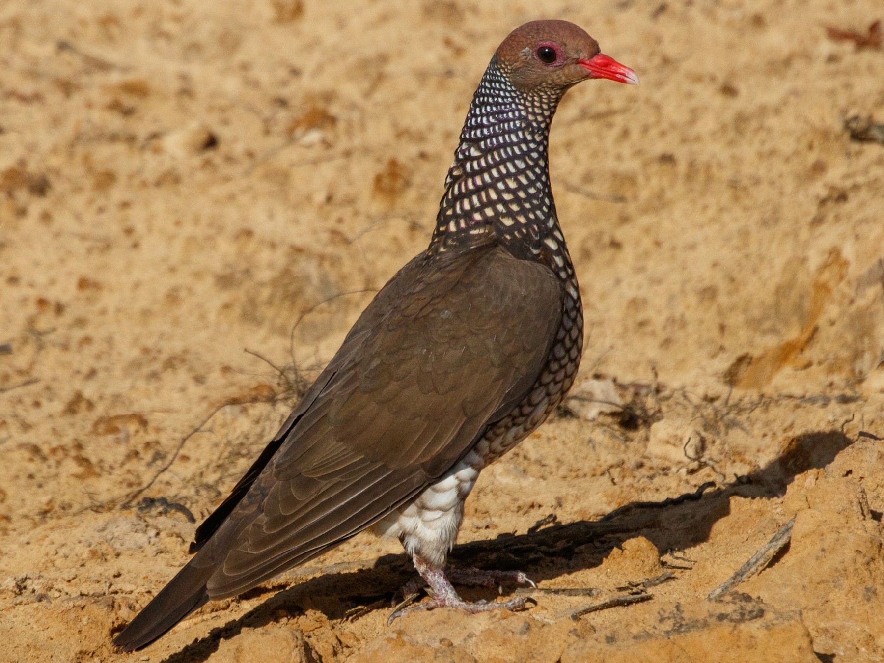 Scaled Pigeon - eBird