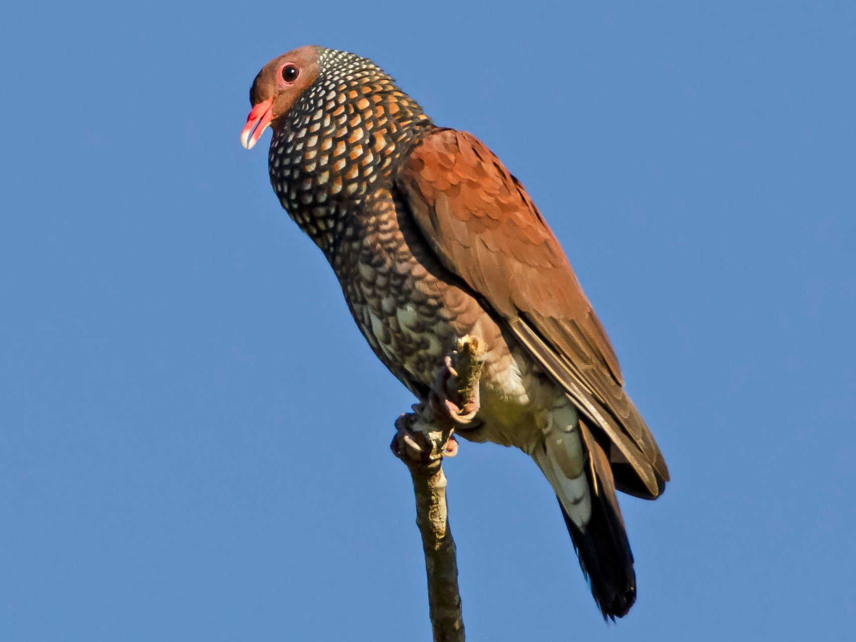 Scaled Pigeon - eBird