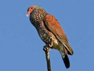 Scaled Pigeon - Great Backyard Bird Count