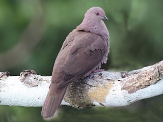 Ruddy Pigeon - eBird