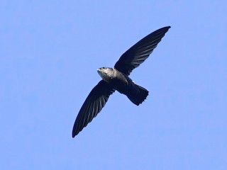 Costa Rican Swift - eBird