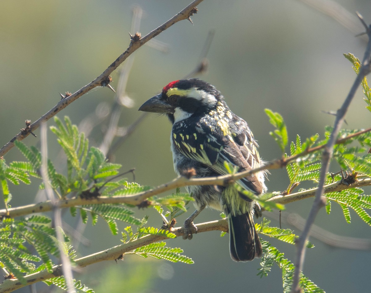 eBird Checklist - 16 Apr 2023 - Jack Muller Conservation Area & Danie ...