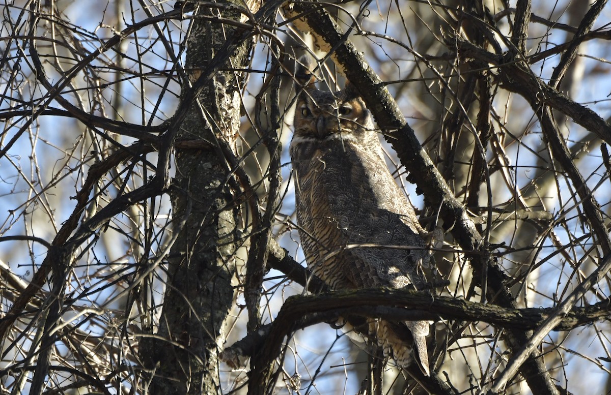 eBird Checklist - 16 Dec 2023 - Silver Lake Park/Nature Center - 49 species