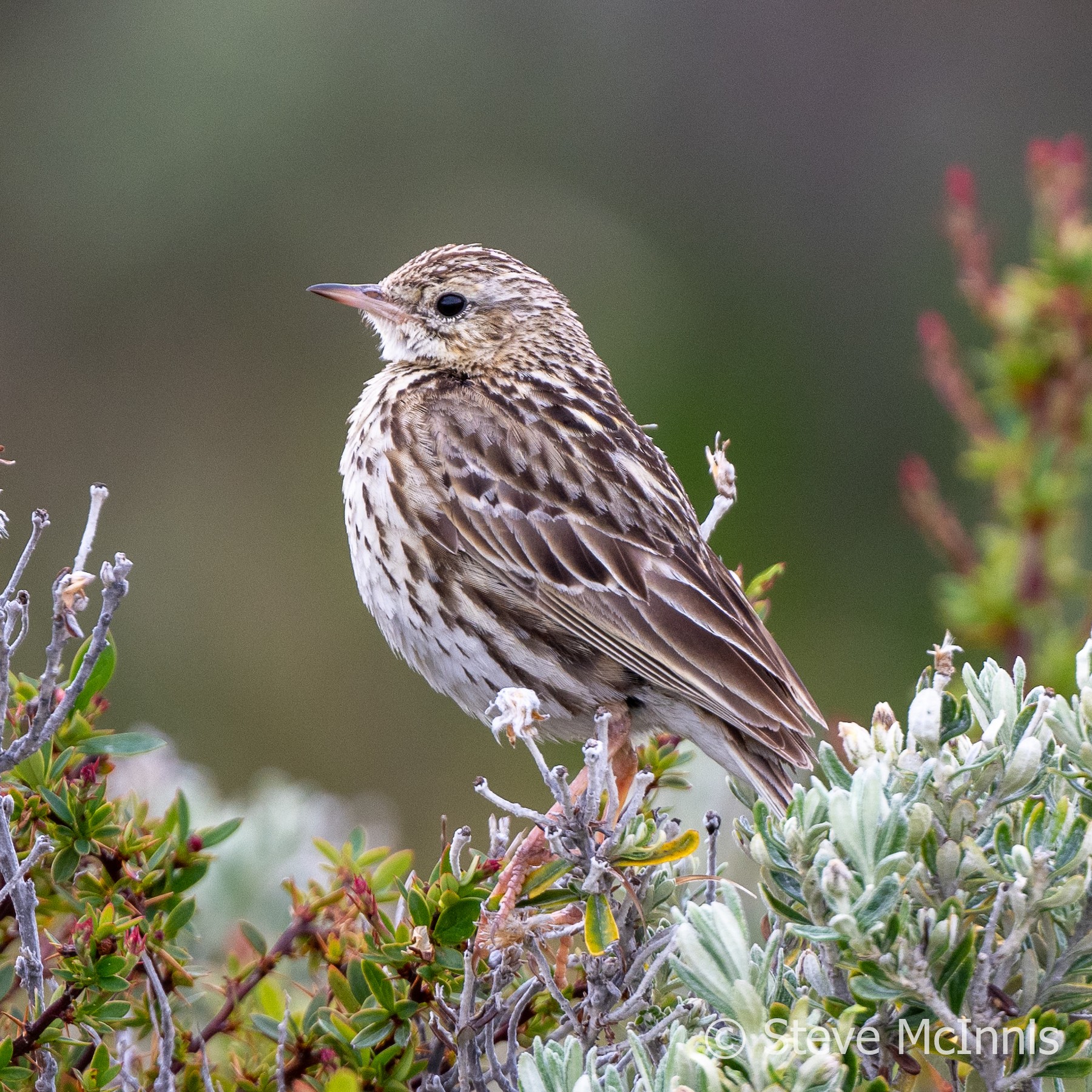 Correndera Pipit (Correndera) - eBird