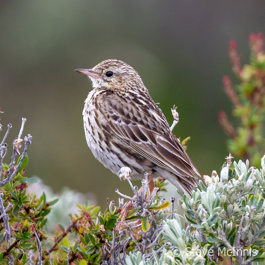 Correndera Pipit (Correndera) - eBird