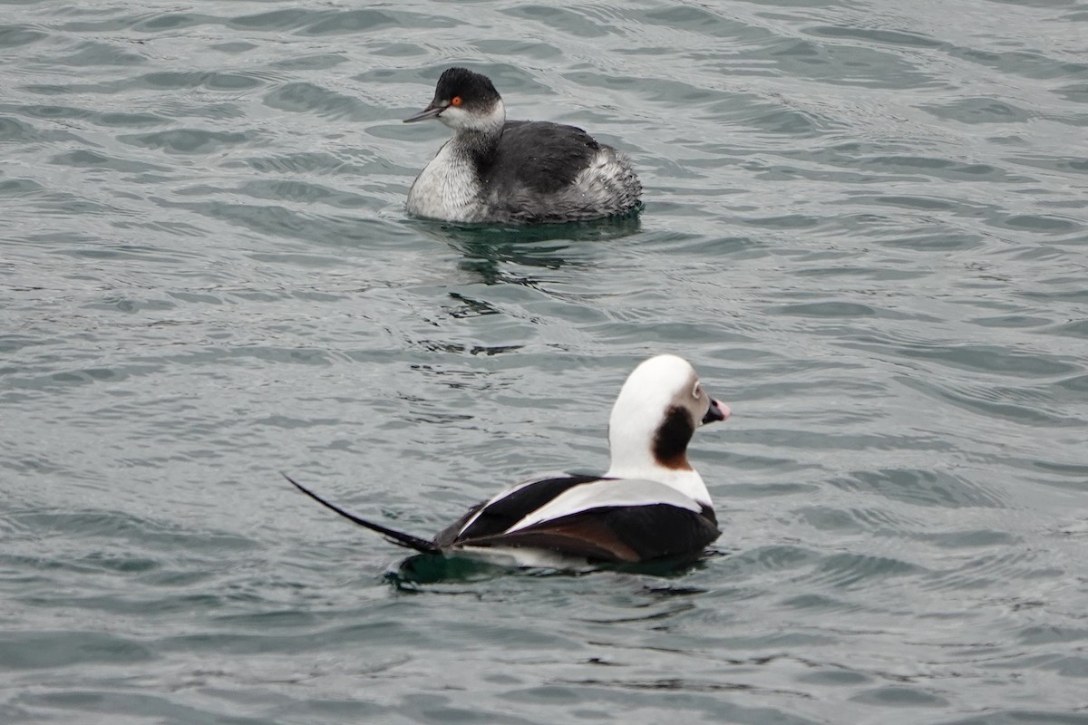eBird Checklist - 18 Dec 2023 - Toronto--Colonel Samuel Smith Park - 16 ...
