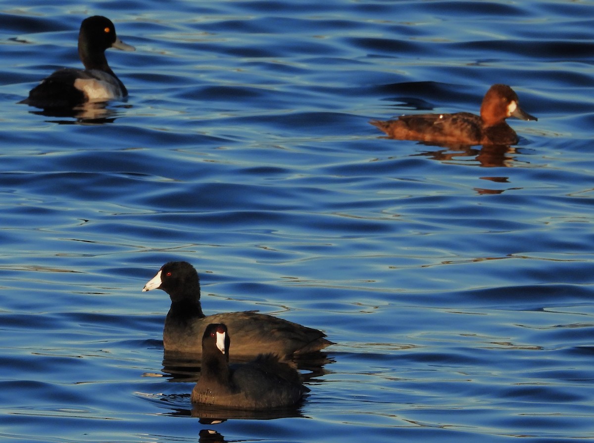 eBird Checklist - 14 Dec 2023 - Phinizy Swamp Nature Park - 22 species ...