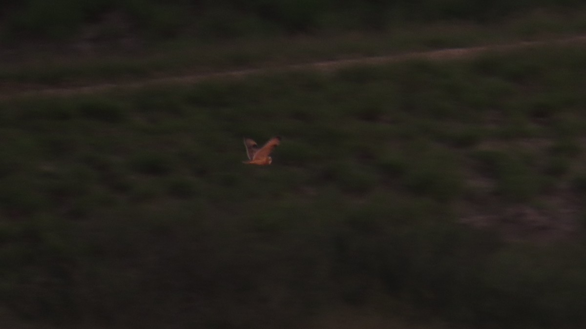 eBird Checklist - 18 Dec 2023 - Granjeno area - 4 species