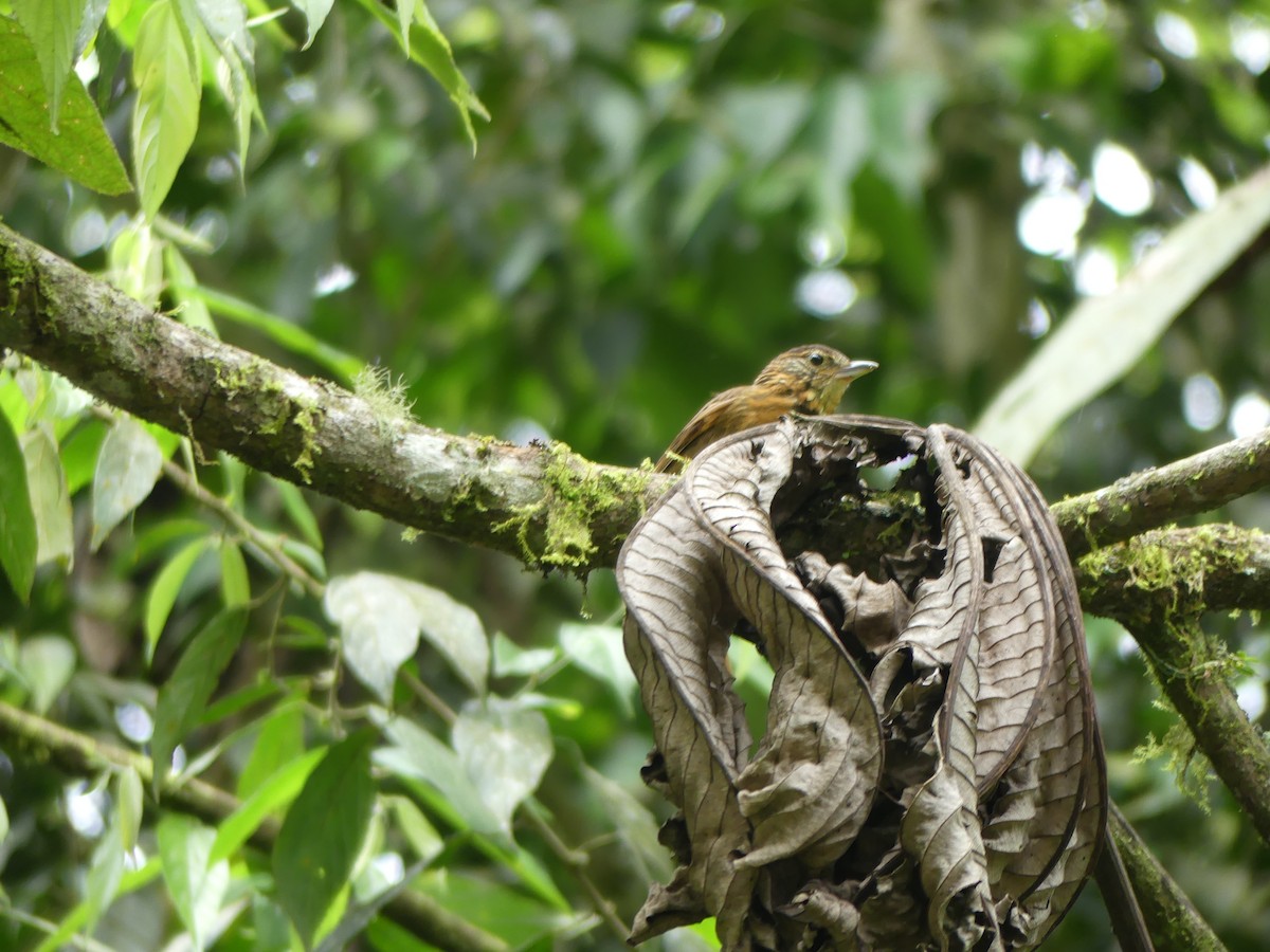 eBird Checklist - 20 Feb 2018 - Tandayapa Bird Lodge - 9 species