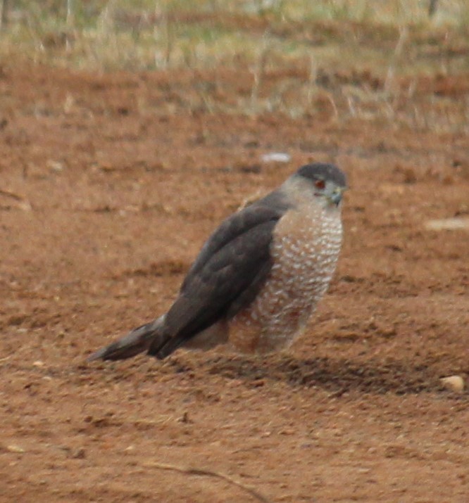 eBird Checklist - 18 Dec 2023 - SR-10 in Cle Elum area - 15 species