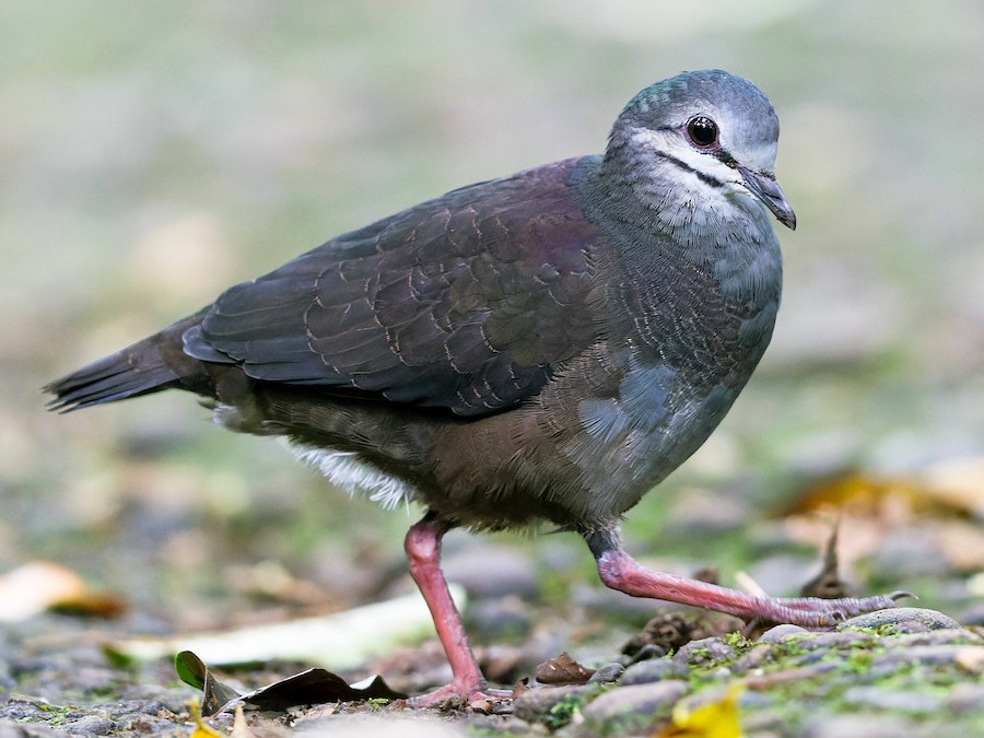 Purplish-backed Quail-Dove - eBird