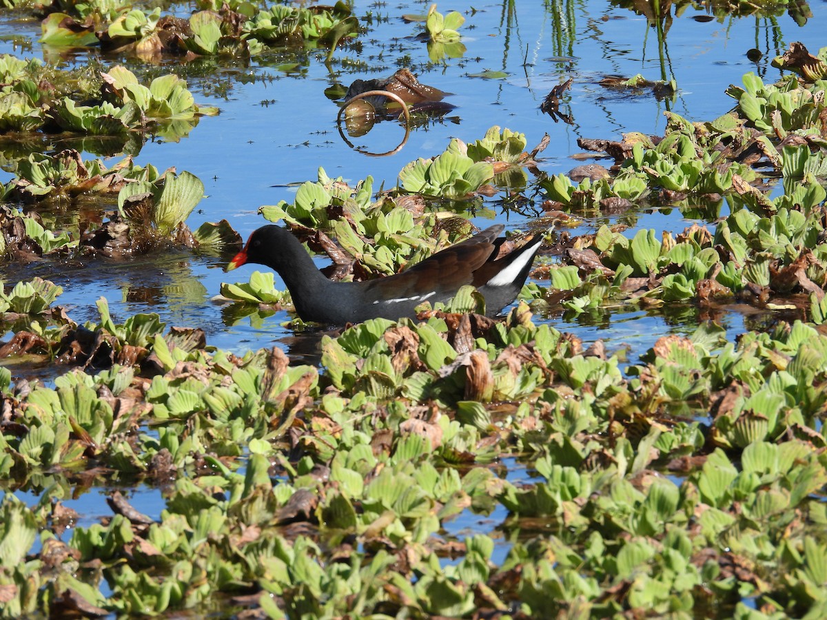 eBird Checklist - 19 Dec 2023 - Bystre Lake - 17 species